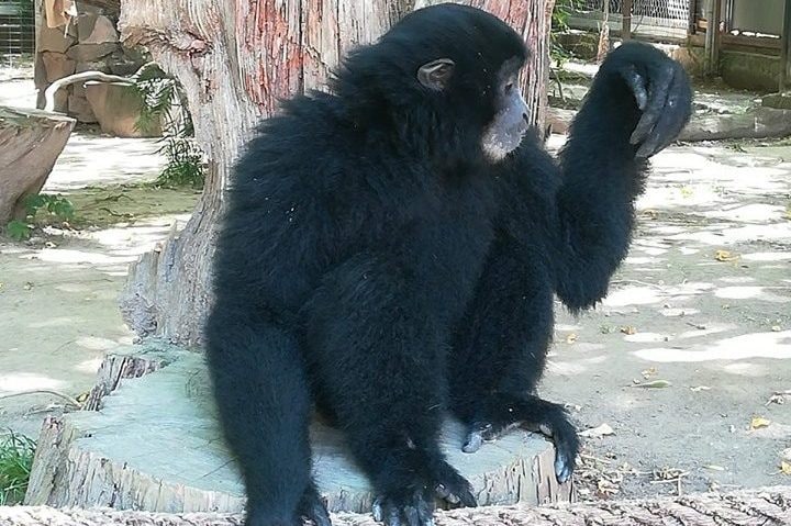 Compie due anni Gennarino, la scimmietta dello zoo di Napoli