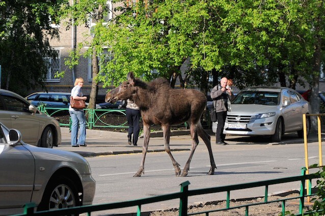 In Svezia le alci si ubriacano con le mele: dove finisce il mito e ...
