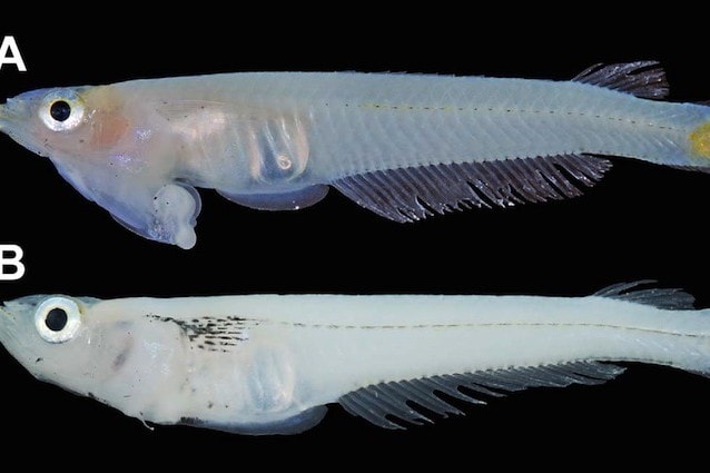 Gli animali bizzarri che vivono sul nostro pianeta sono molti, eccone ...