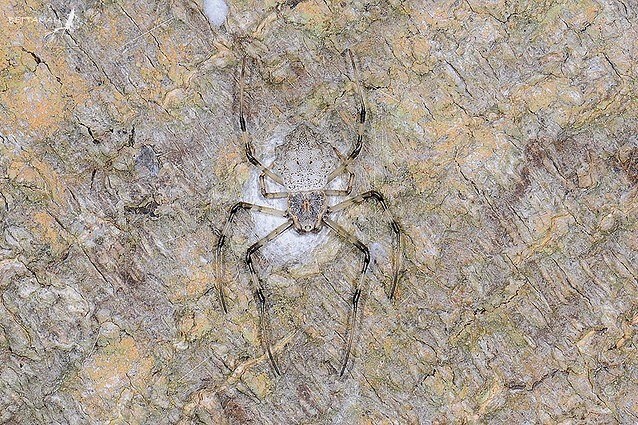 Ecco perché alcuni ragni si staccano i genitali a morsi