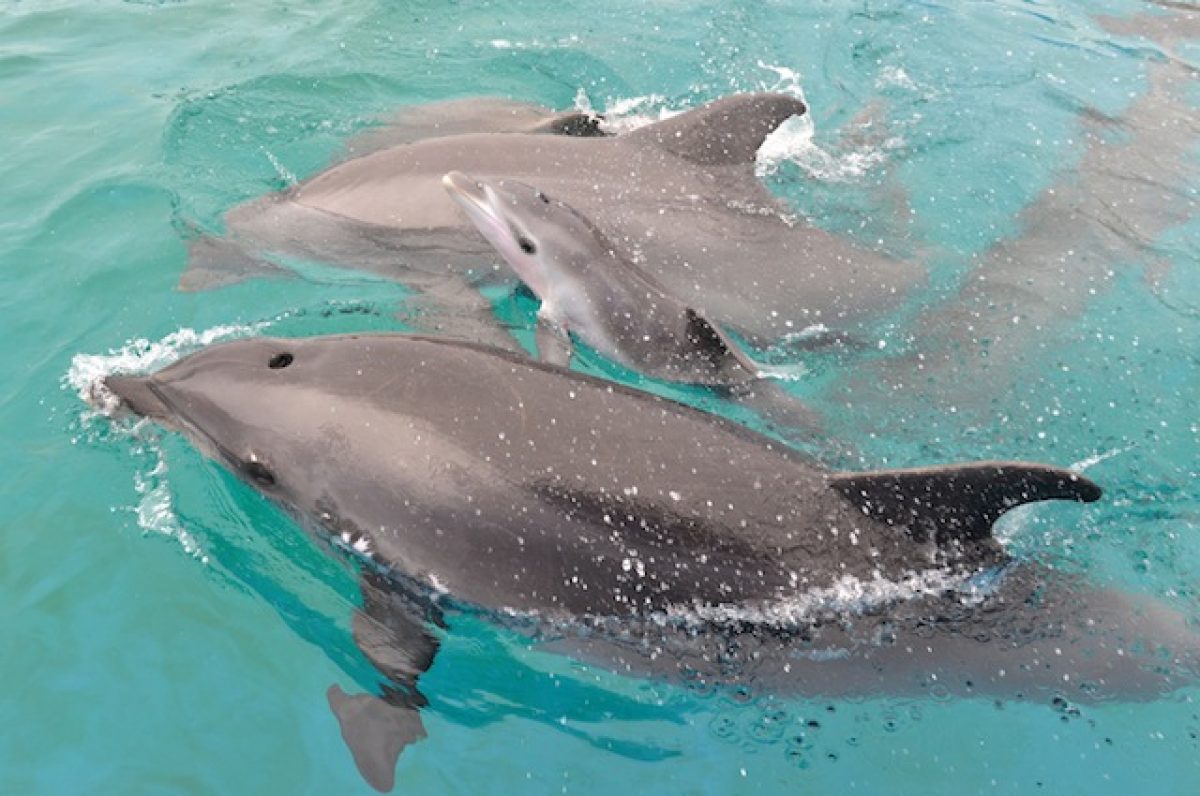 I delfini fanno amicizia tra loro come gli esseri umani
