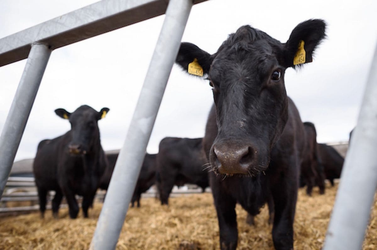 Mucche geneticamente modificate per soffrire meno il caldo: la carne ...