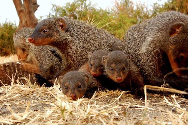 Le manguste striate sono come noi: formano gang e fanno risse. I motivi ...
