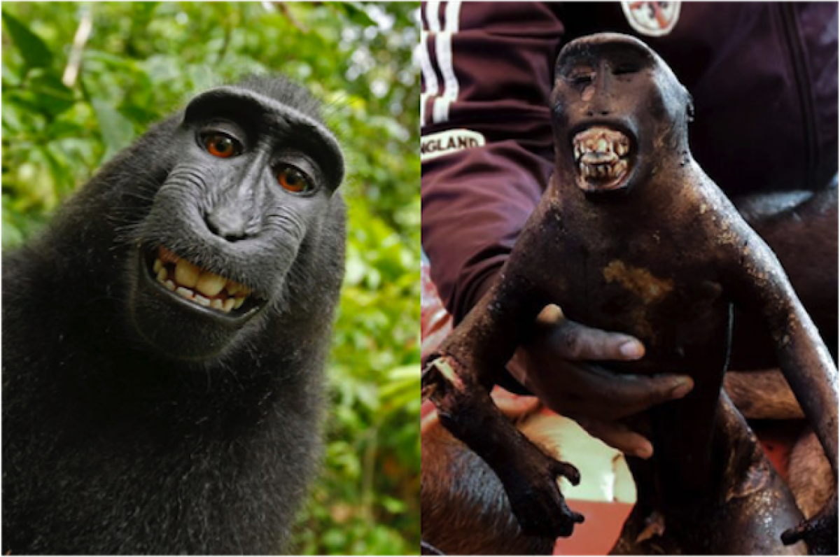 Il macaco da selfie più famoso del mondo rischia l'estinzione: ce li ...