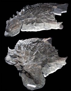 Un dinosauro così non l'avete mai visto: le immagini mozzafiato del più ...