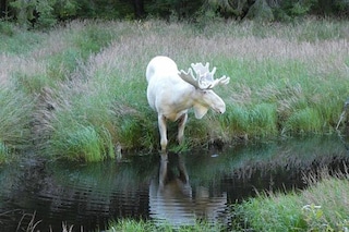 L'alce si avvicina e l'uomo prova ad intimidirlo: il metodo "primitivo ...