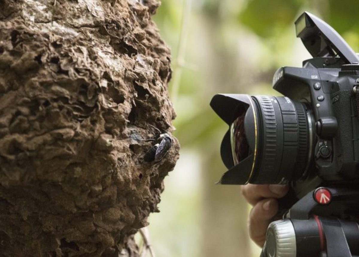 L'ape più grande del mondo riscoperta in Indonesia dopo 40 anni: si ...