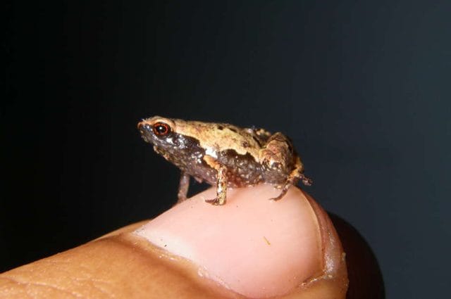 Tenerissime mini rane scoperte in Madagascar: le splendide immagini ...