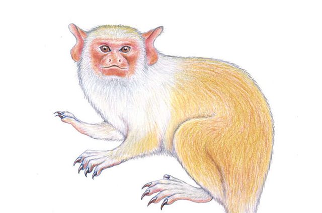 C'è una nuova specie di scimmia in Amazzonia: chi è la splendida ...