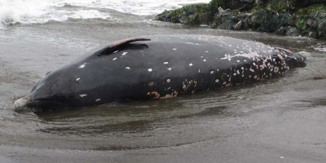 Nuova specie di balena dal becco scoperta in Giappone: chi è lo zifide ...