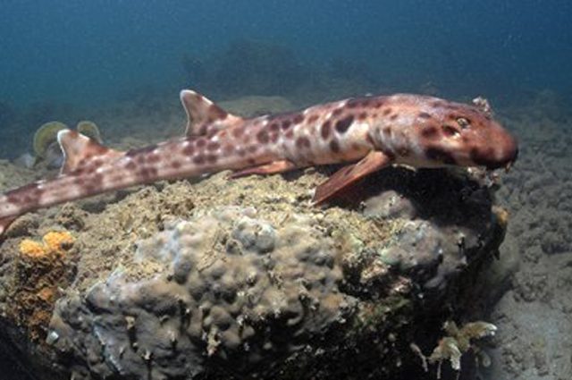 Scoperte quattro specie di squalo in grado di camminare sulle pinne: il ...