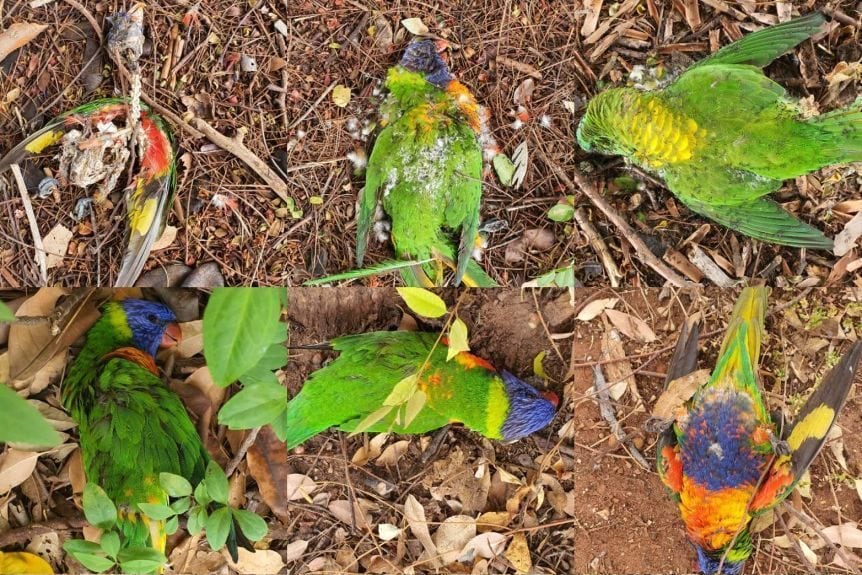 Un virus sta uccidendo i pappagalli australiani: "Cadono dal cielo"