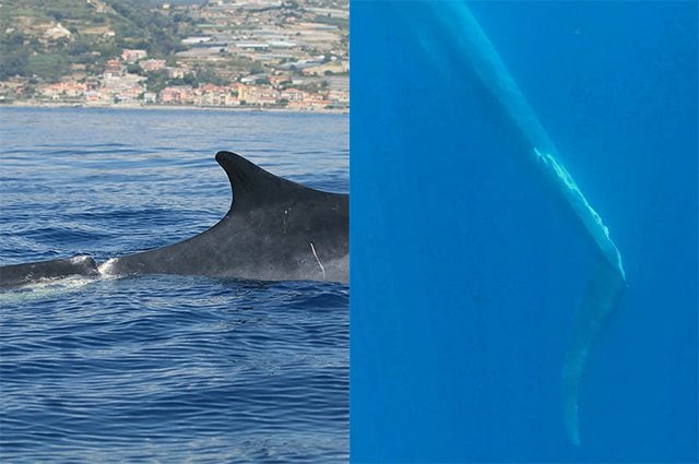 Un'altra balena con la pinna caudale mutilata avvistata nel ...