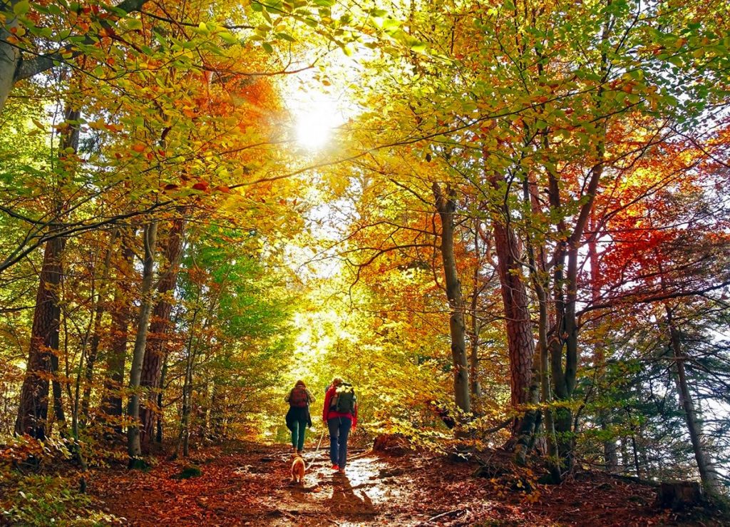 Buon inizio di autunno 2021, immagini di buongiorno e frasi da inviare ...