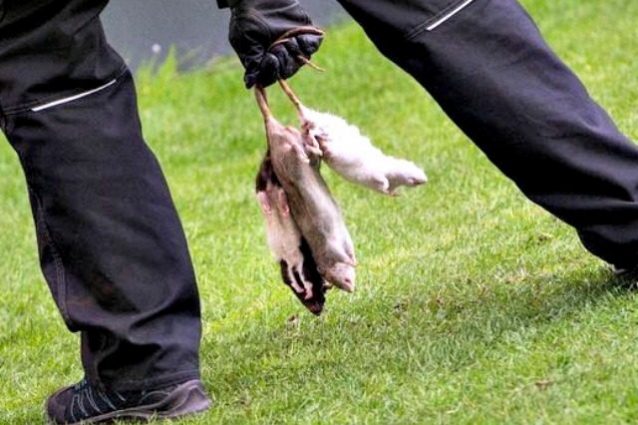 Topi morti lanciati contro i calciatori, succede in Danimarca